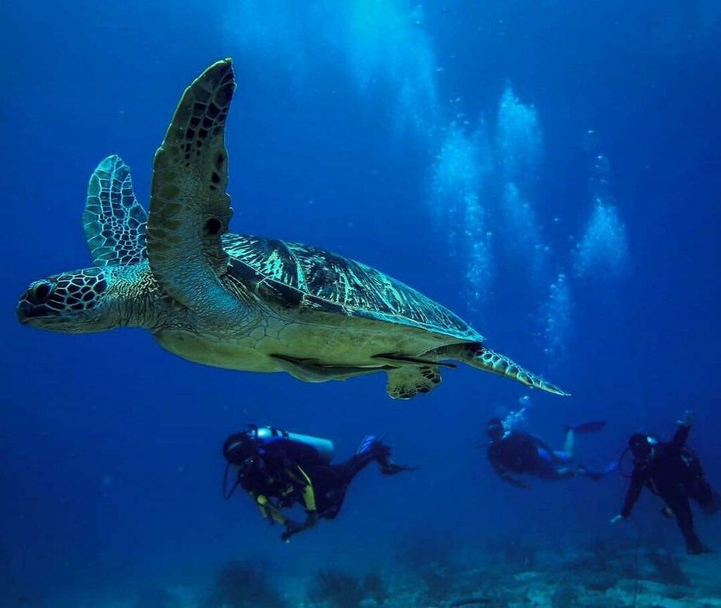 Otel Ombak Dive Resort, , foto