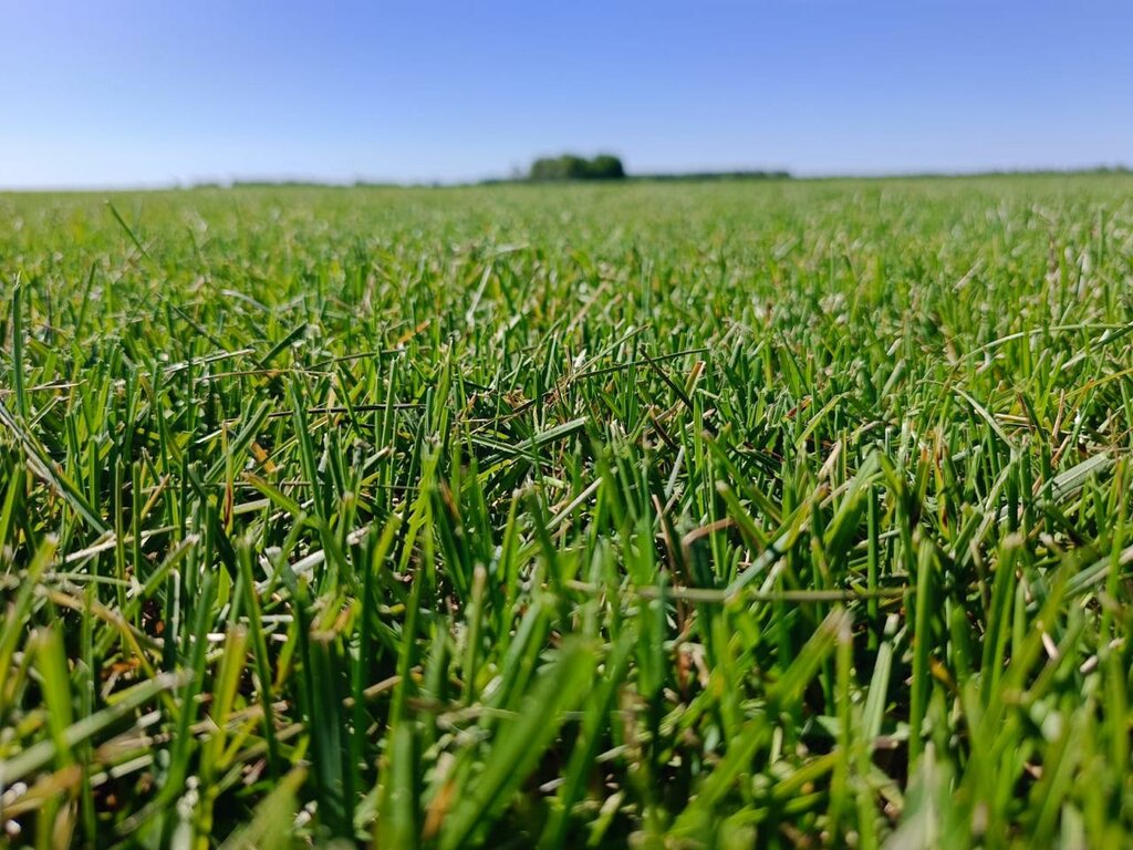 Peyzaj tasarımı SmartGrass, Moskova, foto