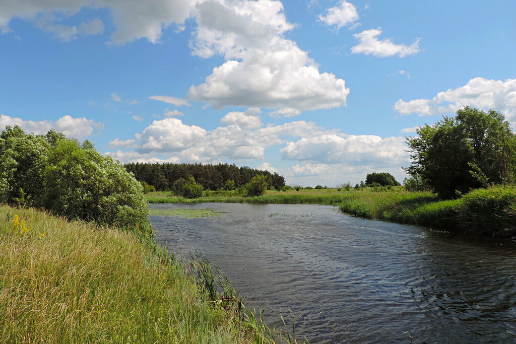 Orman урочище Бражное, Kurskaya oblastı, foto