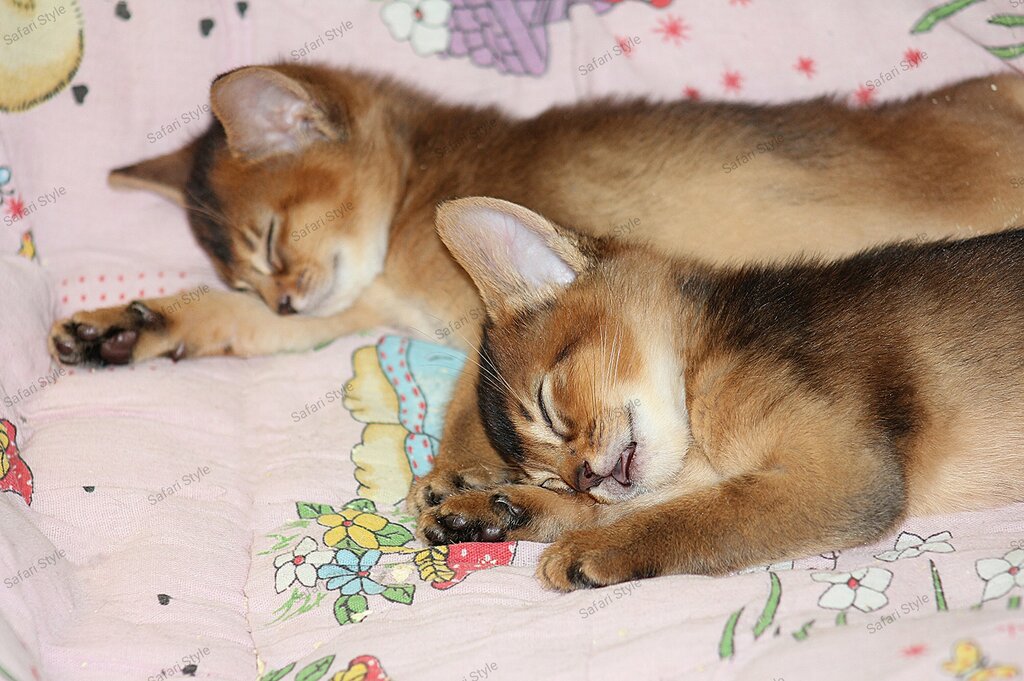 Evcil hayvan yetiştiricileri Safari Style, Moskova, foto