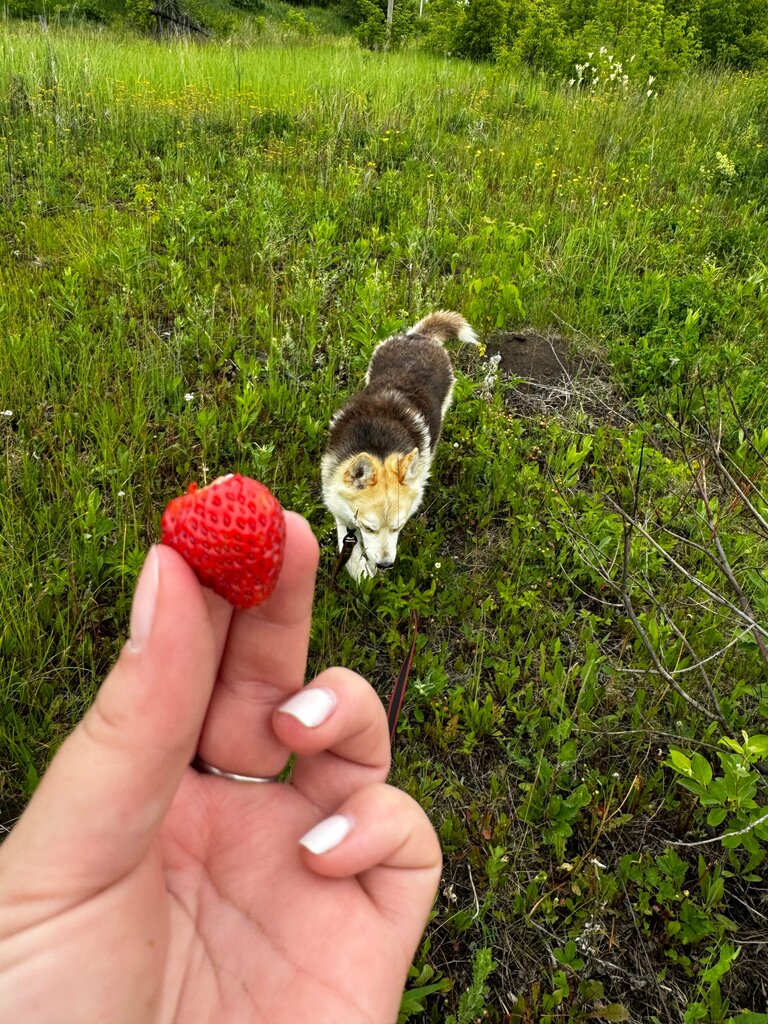 Hayvan barınakları, kulüpleri ve otelleri Бирский Хатико, Birsk, foto