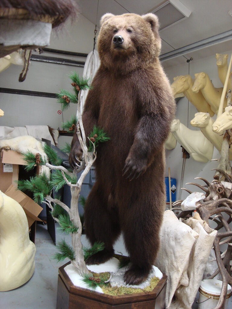 Hayvan postu doldurma The Big Five, Moskova ve Moskovskaya oblastı, foto