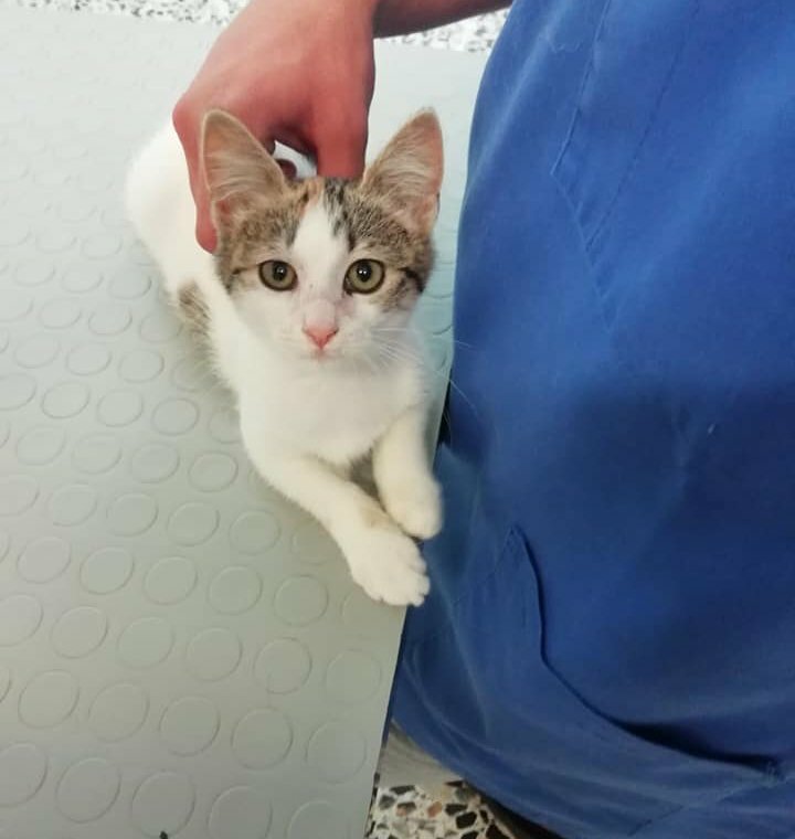 Veteriner klinikleri Trevisan Dr. Carlo, Abruzzo, foto