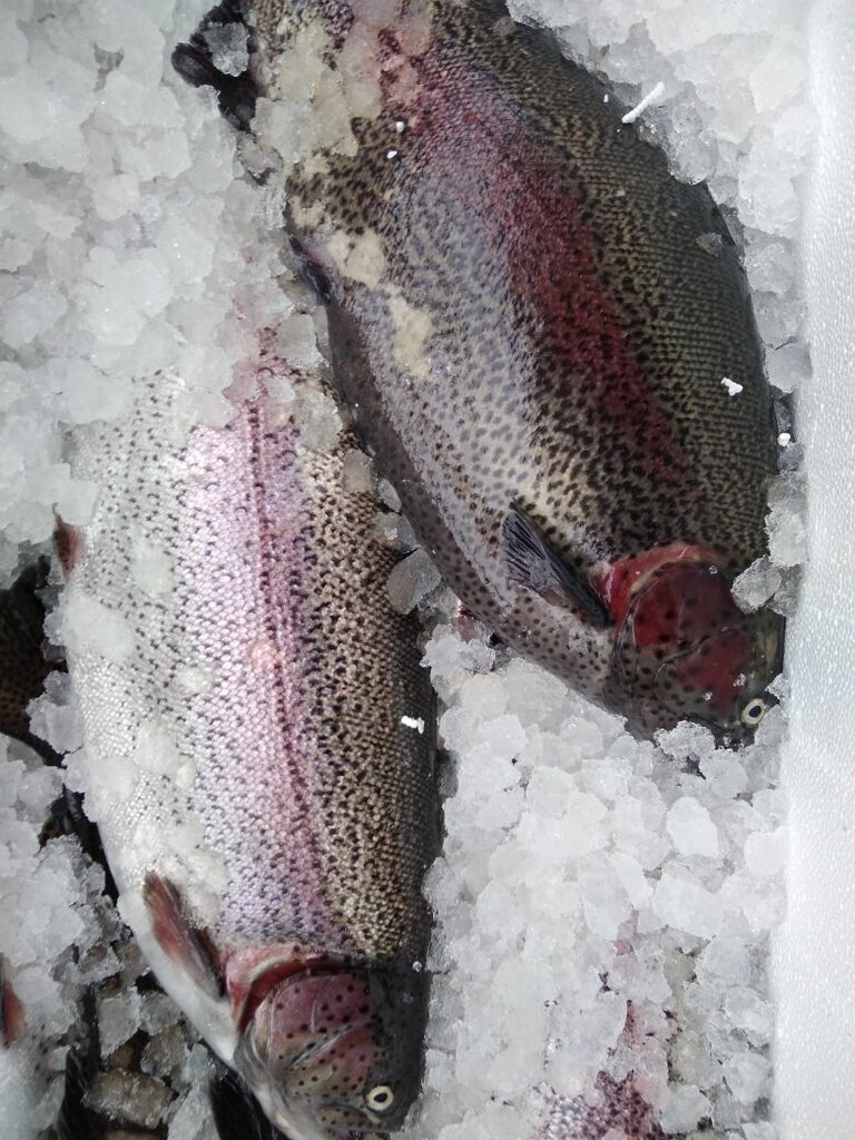 Balık ve deniz ürünleri Severni Kupets, Irkutsk, foto