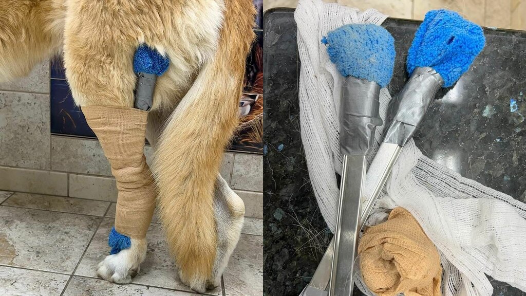 Veteriner materyalleri ve ekipmanları Veterinaria Libertad, , foto