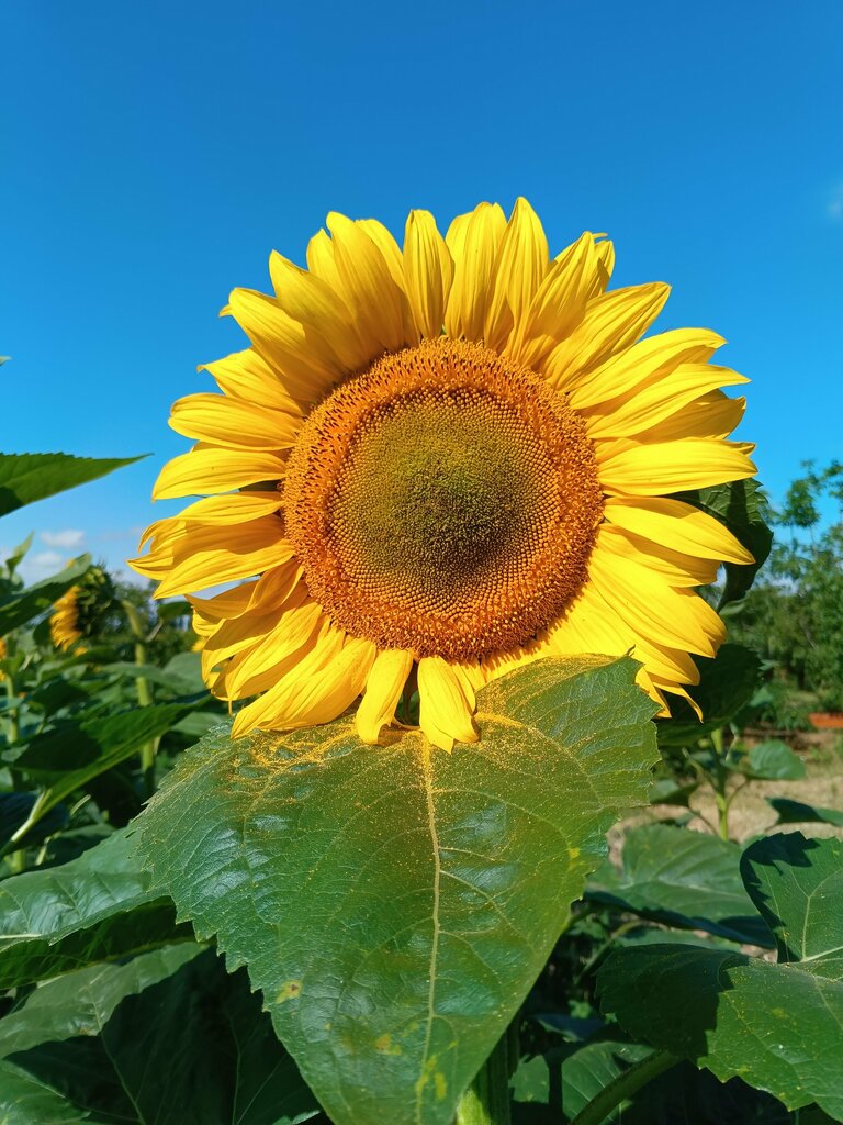 Tarım ürünleri firmaları Opytno-proizvodstvennoye khozyaystvo Tsentralnoye, Krasnodar, foto