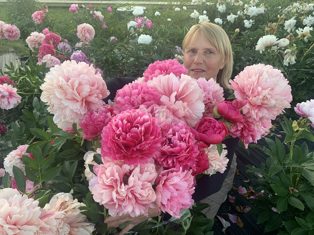 Fidan yetiştiriciliği Пулков сад, Saint‑Petersburg ve Leningradskaya oblastı, foto