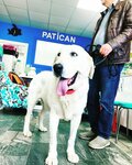 Patican Veteriner Kliniği (Bursa, İznik, Beyler Mah., Kılıçarslan Cad., 15), veteriner klinikleri  İznik'ten