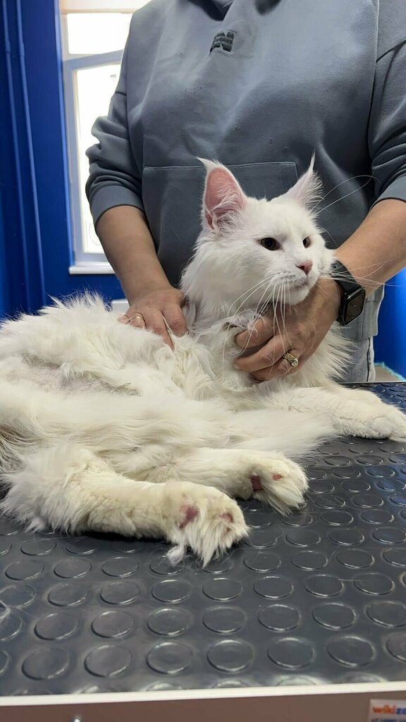 Evcil hayvan kuaförleri Grooming studio of Alexandra Kibireva, Balaşiha, foto