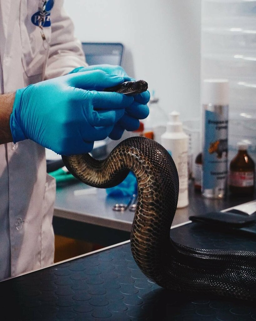 Veteriner klinikleri Ветеринарный центр Пантерик, Moskova, foto