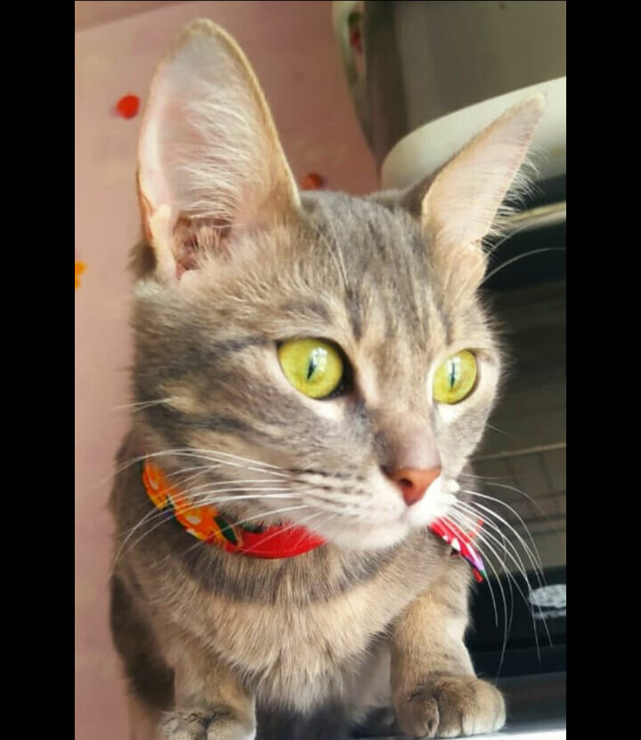 Veteriner klinikleri Shanti, Omsk, foto