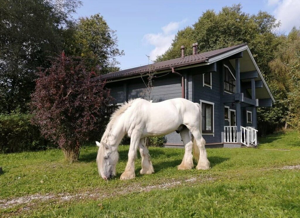 At ve binicilik kulüpleri Эко клуб Голицыно, конюшня, Kalujskaya oblastı, foto