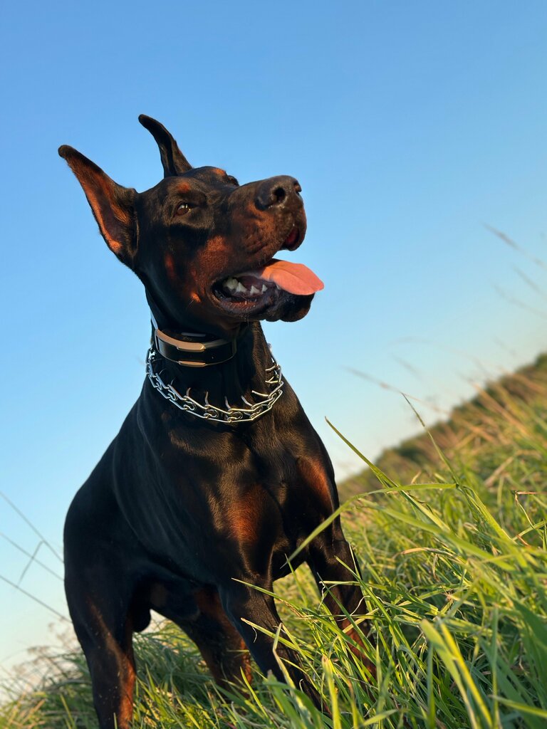 Petshop Dogtra, Moskova, foto