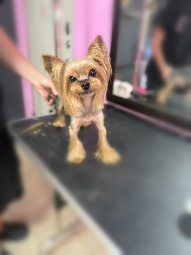 Evcil hayvan kuaförleri РаШелье, Adıge Cumhuriyeti, foto