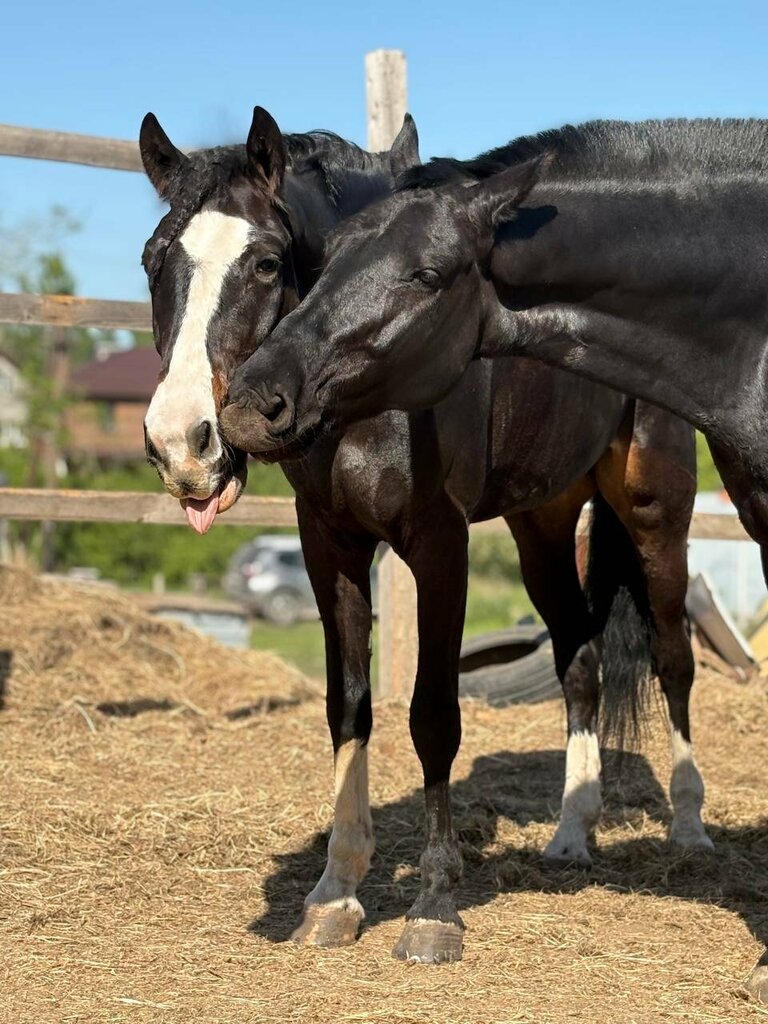 At ve binicilik kulüpleri Weekend With Horses, Rostov‑na‑Donu, foto