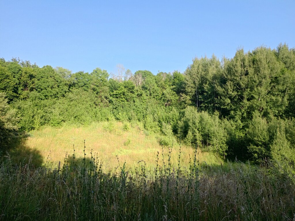 Orman Мульгинский лес, Lipetskaya oblastı, foto