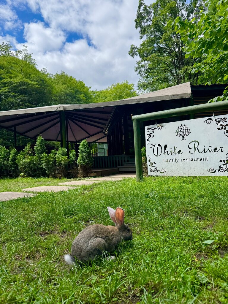 Piknik alanı База отдыха White River, Kabardino‑Balkarya, foto