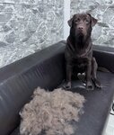 GroomPet (Obezdnaya Road No:12), evcil hayvan kuaförleri  Lesnoy'dan