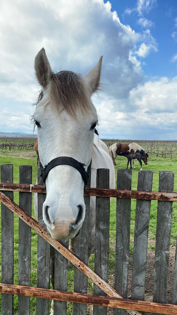 At ve binicilik kulüpleri Конные прогулки, Krasnodarski krayı, foto