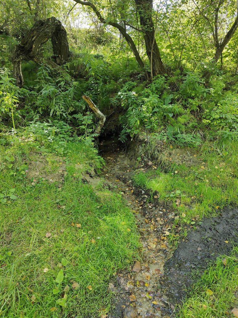 Pınar, çay Spring, stream, İrkutskaya oblastı, foto