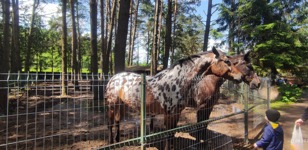 Resort oteller, tesisler Усадьба Кони-Пони, Minskaya oblastı, foto