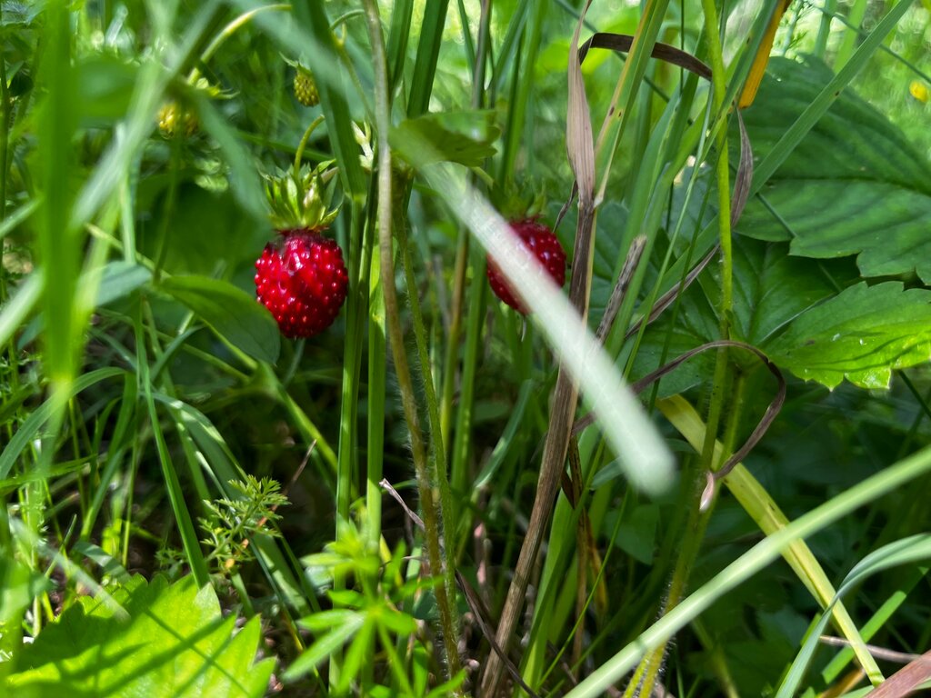 Güzellik salonu BeautyZona Evgeniya Makaryk, Şçiokino, foto