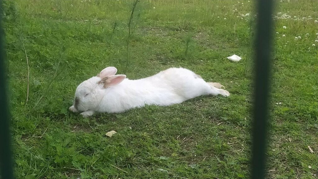 Hayvanat bahçeleri Y. E. S. Зоопарк, Vologodskaya oblastı, foto