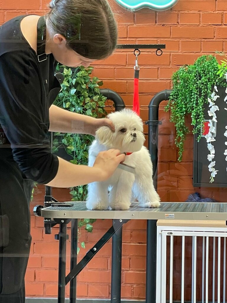Evcil hayvan kuaförleri Pet Lab, Saint‑Petersburg, foto