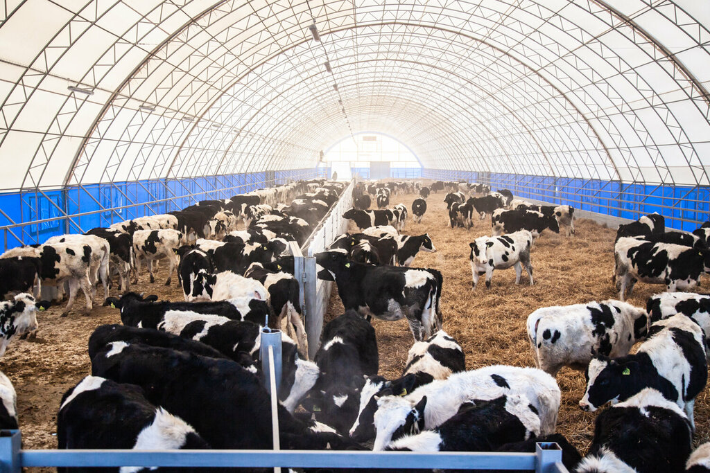 Hayvancılık Plemzavod Povadino s. Velyaminovo, Moskova ve Moskovskaya oblastı, foto