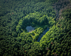 Огурчик и помидорка (Yaroslavskiy munitsipalny okrug, Yakovlevskiy bor), doğa  Yaroslavskaya oblastından
