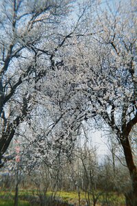 Bauyrzhan Momyshuly Park (Túrkibasy aýdany, Túlkibas kenti, park imeni Bauyrzhana Momyshuly), kültür ve eğlence parkları  Türkistan eyaletinden