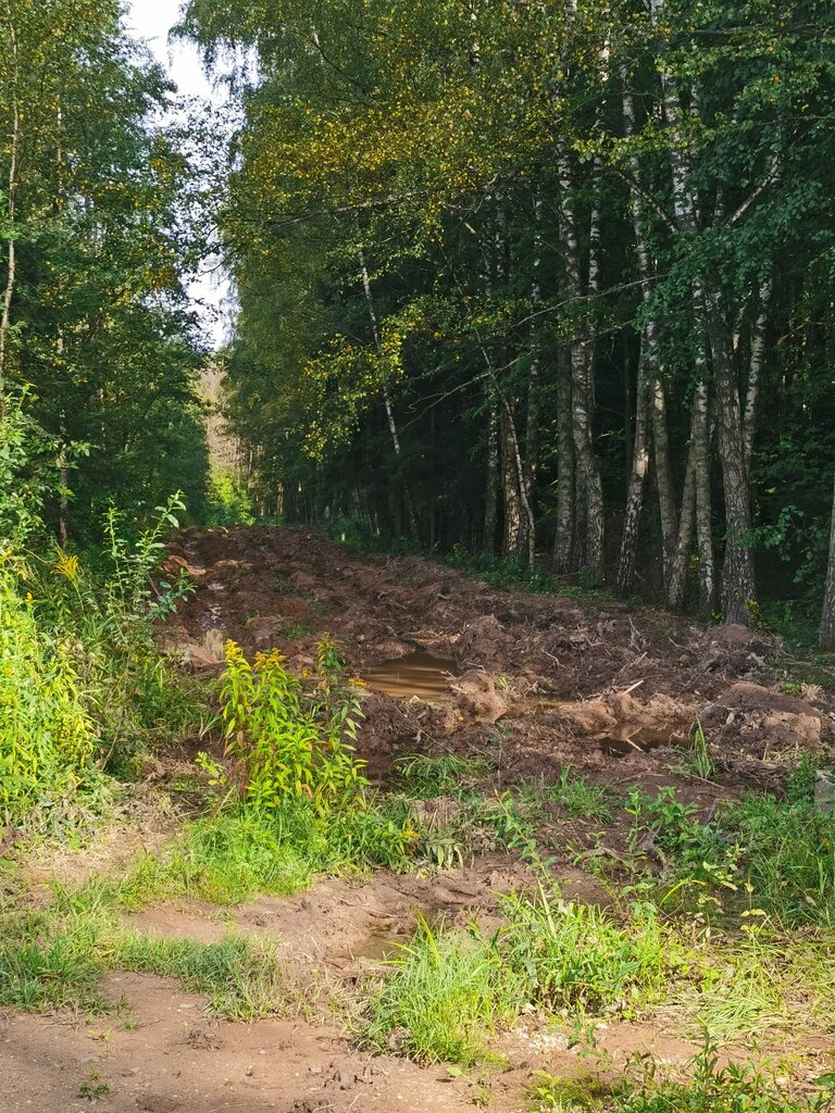 Piknik alanı Место для пикника, Moskova ve Moskovskaya oblastı, foto