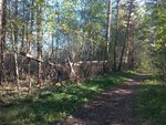 ООО Сосновый бор (Leningrad Region, Sosnoviy Bor), kereste üretim ve satış şirketleri  Sosnoviy Bor'dan