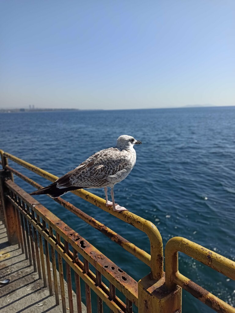 Kargo firmaları Üsküdar Valide Sultan Gemisi iskelesi, İstanbul, foto