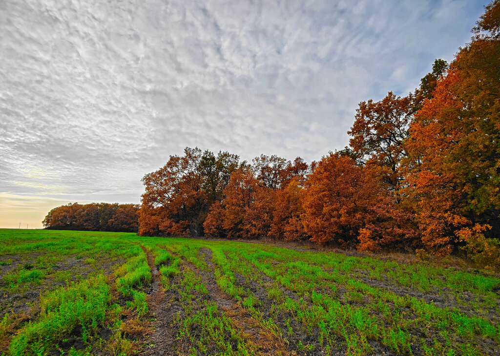 Orman Памятник природы "Пехлецкий лес", Riazanskaya oblastı, foto