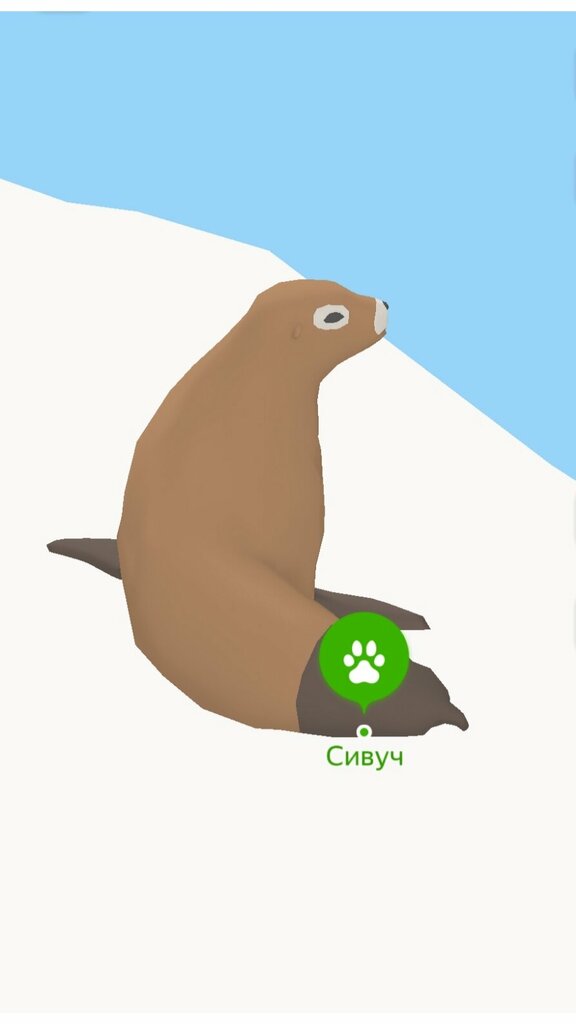 Rusya’nın vahşi hayvanları Сивуч (ушастый тюлень), Sahalin Bölgesi, foto