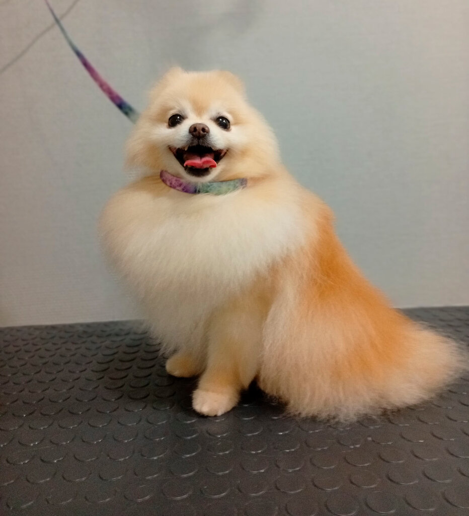 Evcil hayvan kuaförleri Для Любимых Любимцев, Zvenigorod, foto