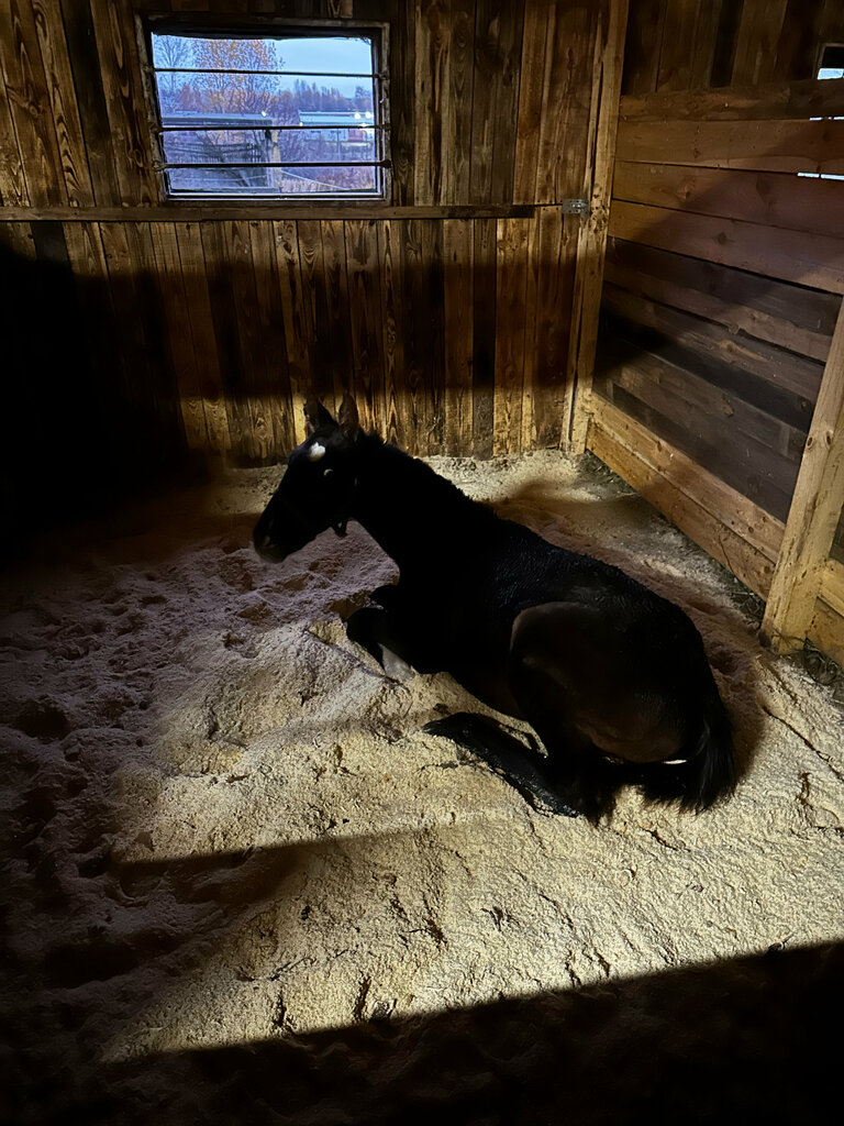 At ve binicilik kulüpleri Тандем, Nijegorodskaya oblastı, foto