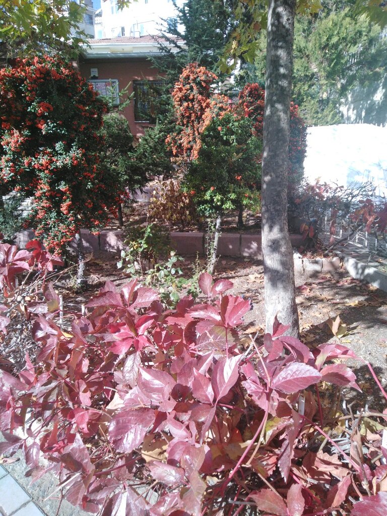 Parklar ve ormanlar Sardunya Parkı, Ankara, foto