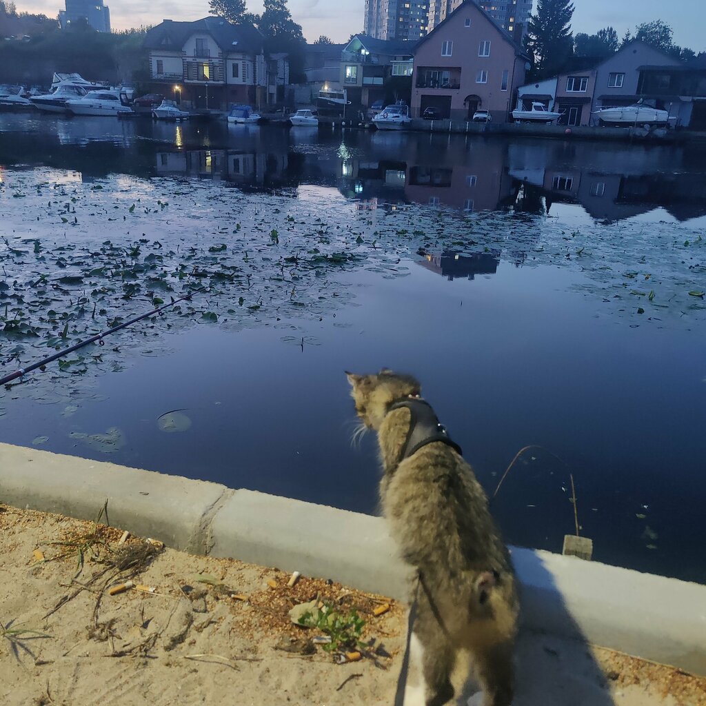 Yat kulüpleri Balt-Yakht, Kaliningrad, foto