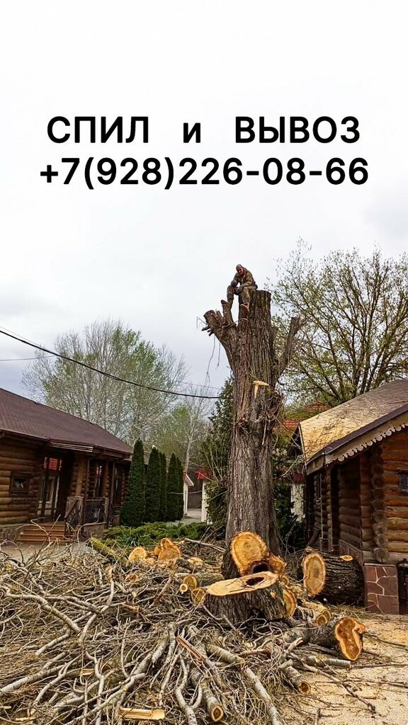 Şehir planlama Спил Деревьев Батайск, Bataysk, foto