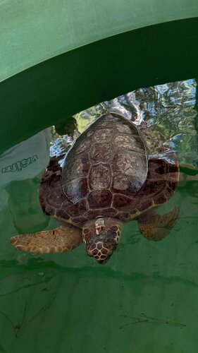 Müzeler ve sanat galerileri Kaplumbağa Hastanesi, Ortaca, foto