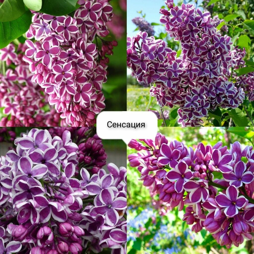 Tohum satan yerler Дачный мир, Tula, foto