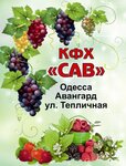 Sav fermersko khozyaystvo (Odeskyi raion, selyshche miskoho typu Avanhard, Teplychna vulytsia), sera ve bahçe ürünleri  Odessa Bölgesi'nden