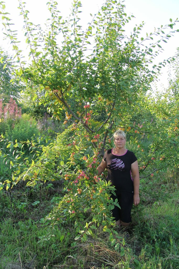 Sera ve bahçe ürünleri Сад Рожковой, Minskaya oblastı, foto