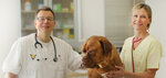 Tierärztliche Gemeinschaftspraxis Christiane Rehmann & Martin Scheffler GbR (Wilmsstraße No:44, Oberhausen), veteriner klinikleri  Oberhausen'den