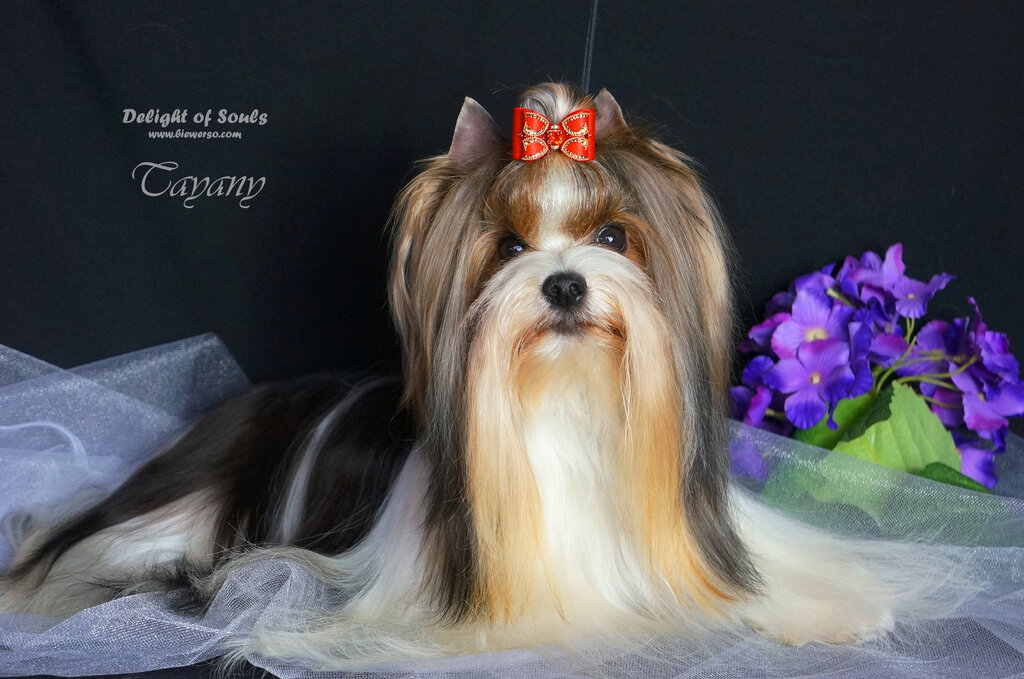 Evcil hayvan yetiştiricileri Delight of Souls, Samarskaya oblastı, foto