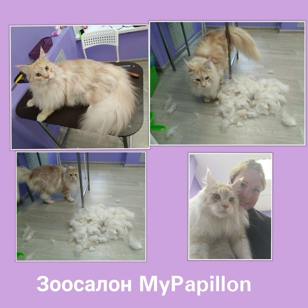 Evcil hayvan kuaförleri My Papillon, Saint‑Petersburg, foto
