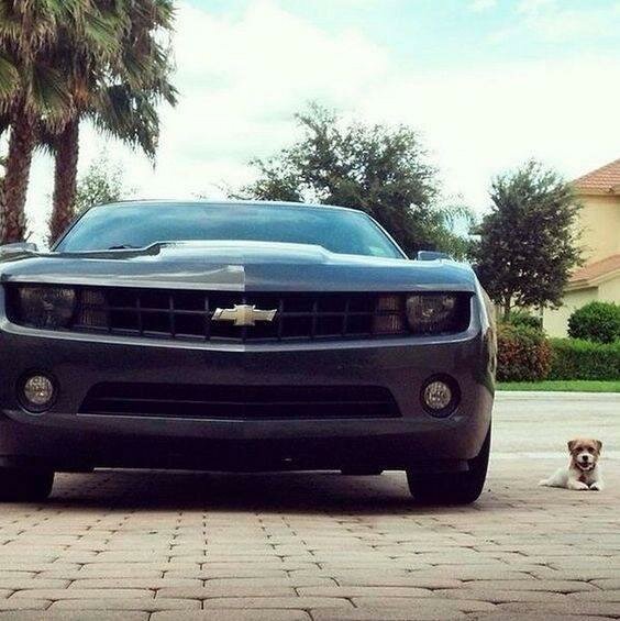 Araç camlarının renklendirilmesi Shades Custom Window Tinting, Florida Eyaleti, foto