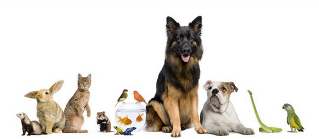 Veteriner klinikleri Sotona Radek MVDr. – veterinář, Güney Moravya Bölgesi, foto